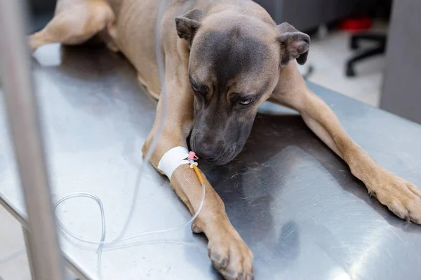 Pain Management | Gretna Veterinary Hospital - Veterinarian